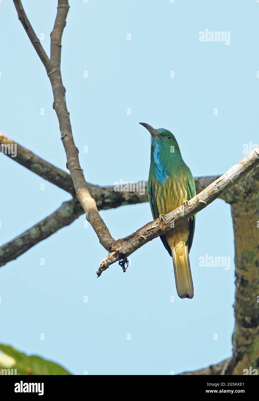 Blue-bearded Bee-eater (Nyctyornis athertoni athertoni) adult perched ...