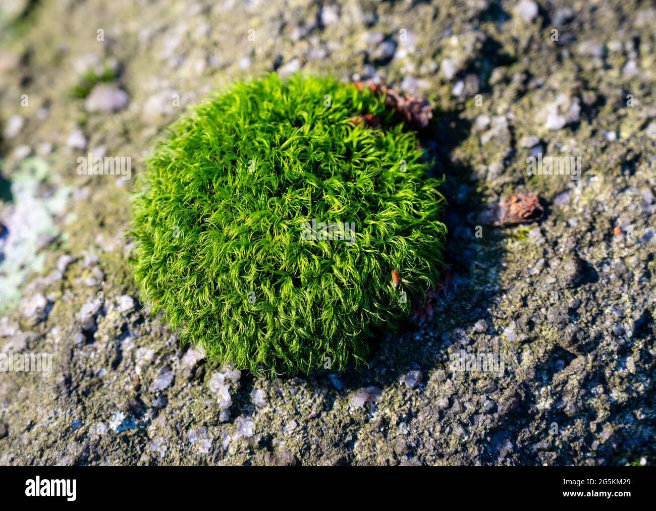 Small tuft of moss on granite rock Stock Photo - Alamy