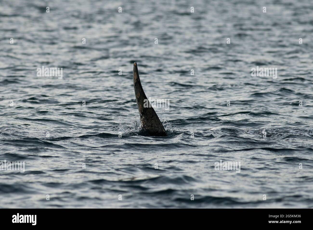 Killer whale dorsal fin hi-res stock photography and images - Alamy