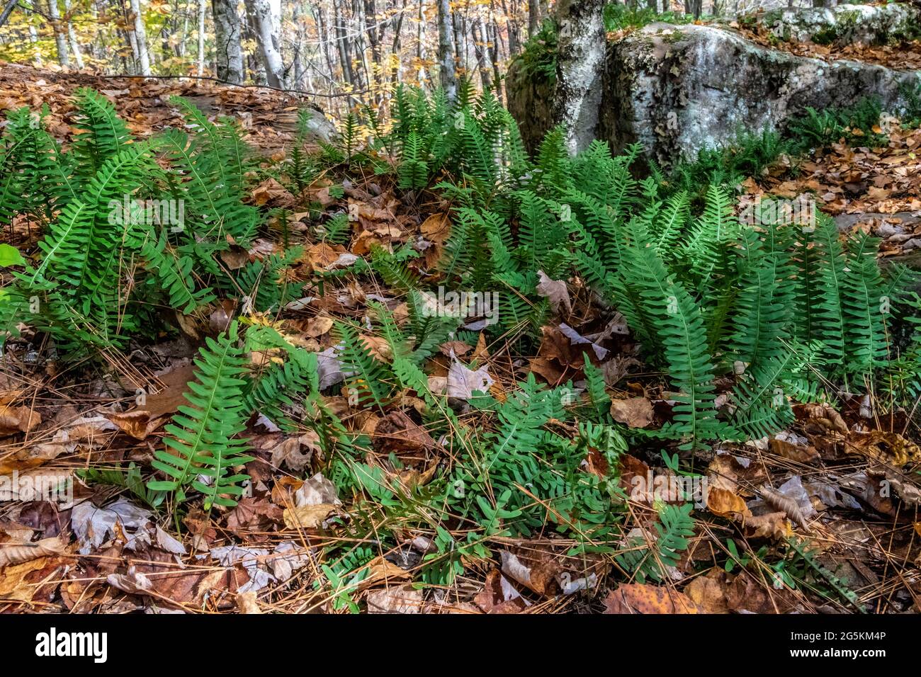 Ferns in the woods hi-res stock photography and images - Alamy