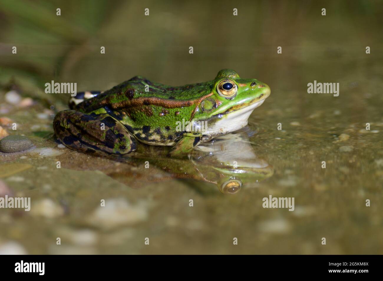 Common water frog hi-res stock photography and images - Alamy