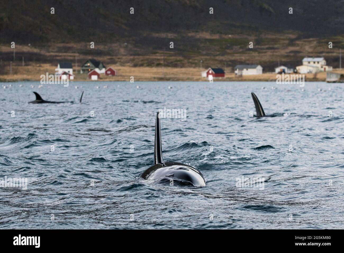 A pod of killer whales (Orcinus orca) seen while whale watching near ...