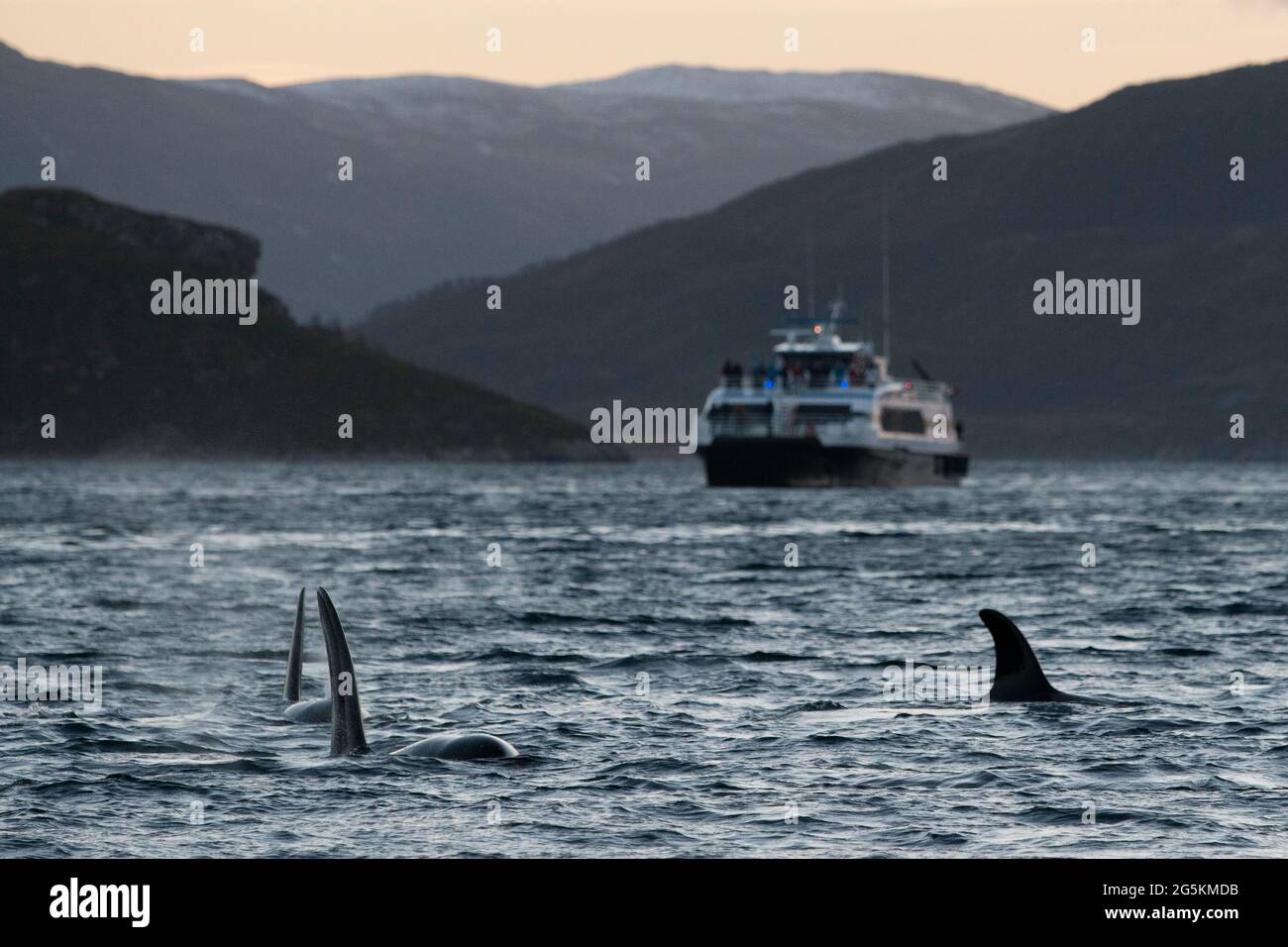 A pod of killer whales (Orcinus orca) seen while whale watching near ...