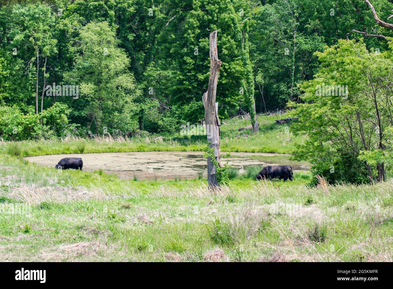 Dead cattle landscape hi-res stock photography and images - Alamy