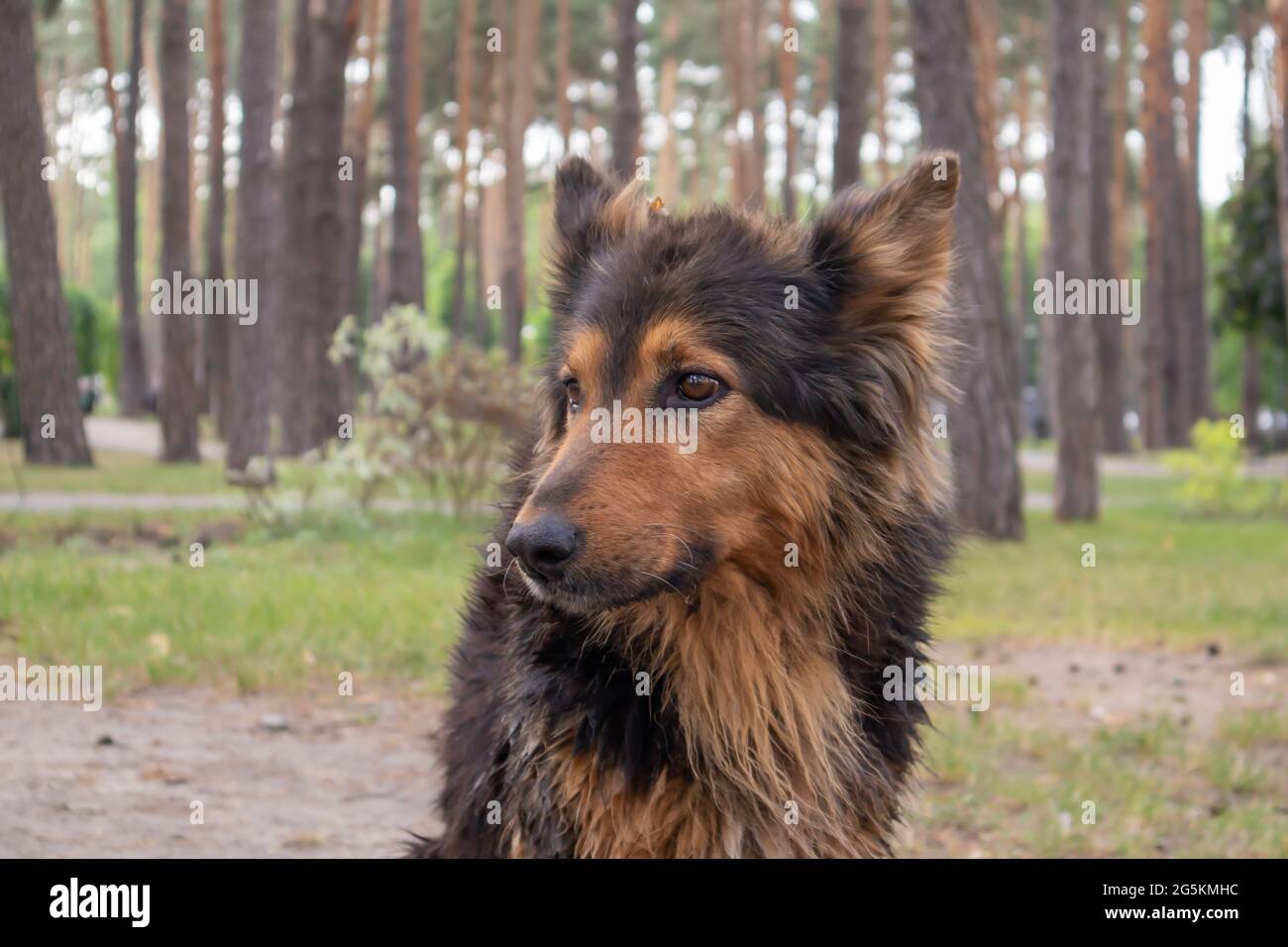 A cute homeless dog with cute eyes in a summer park. Adoption concept ...
