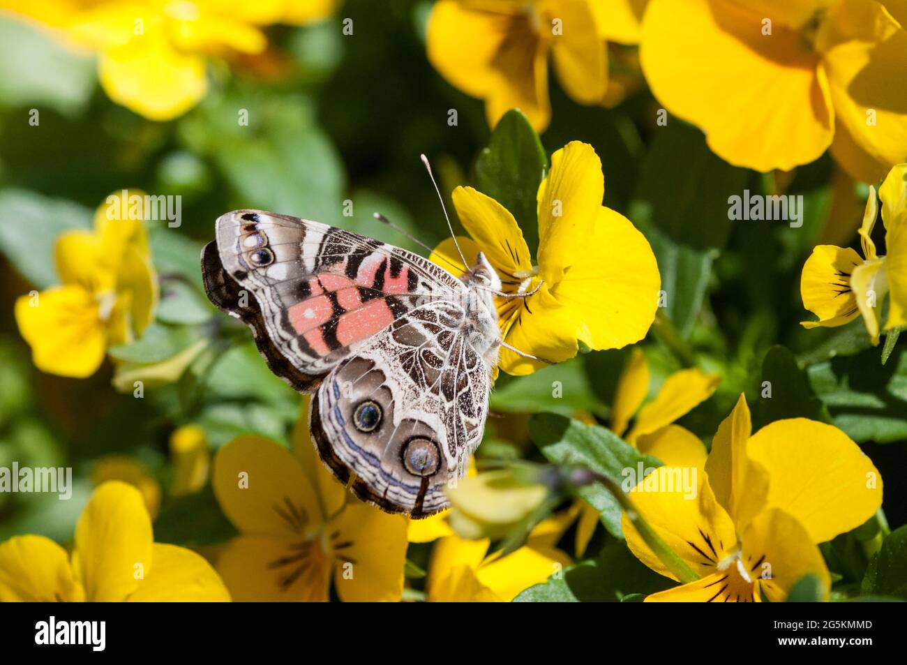 American Painted Lady butterfly (Cynthia virginiensis) side view Stock ...