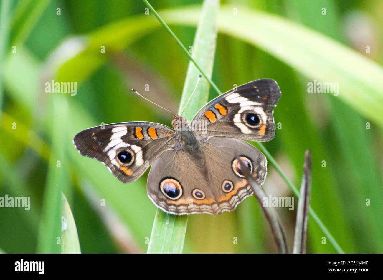 Back view of butterfly hi-res stock photography and images - Alamy