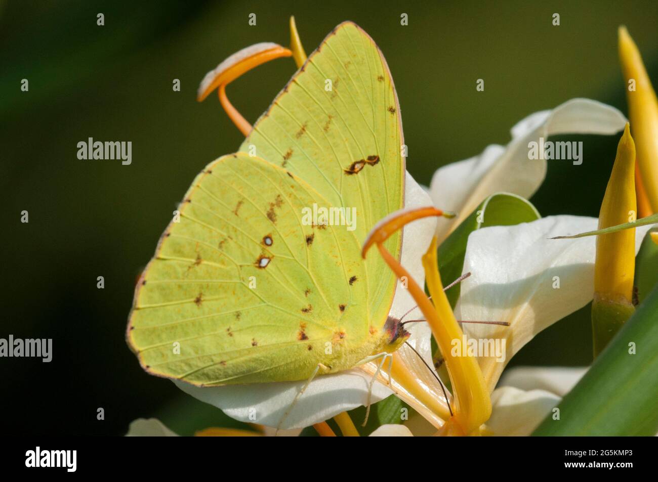 Sulphur butterfly hi-res stock photography and images - Alamy