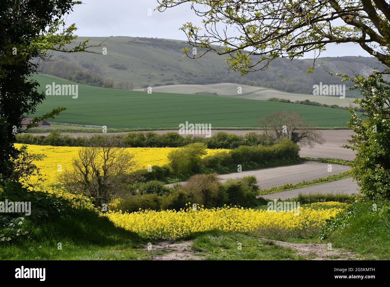 Rapeseed oil field uk Stock Photo - Alamy