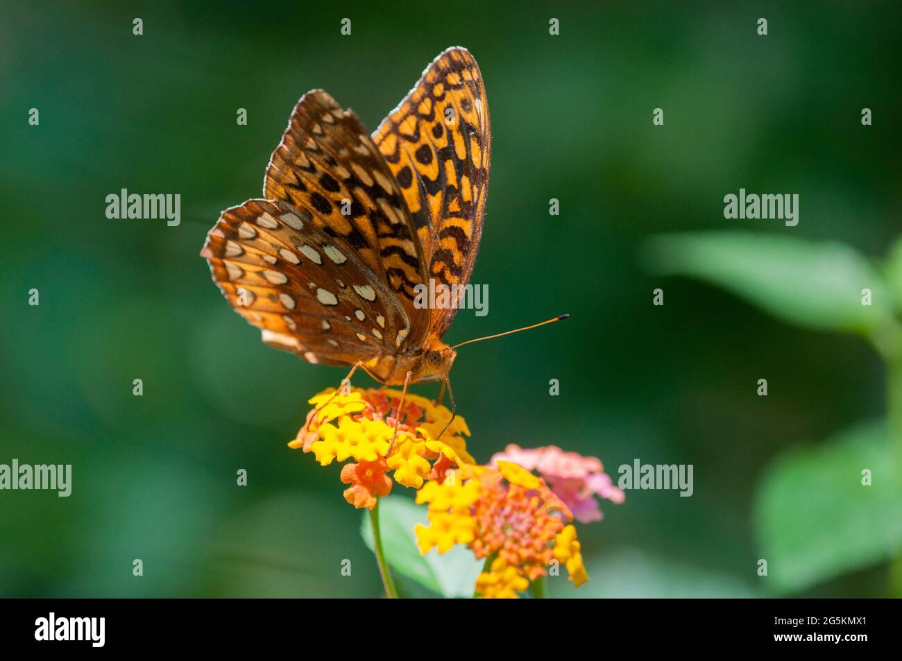 Great Spangled Fritillary butterfly (Speyeria cybele Stock Photo - Alamy