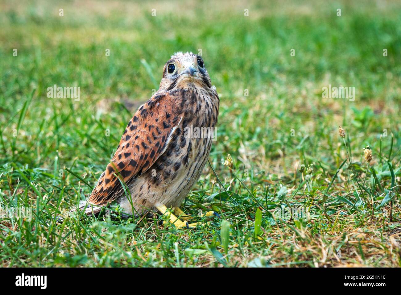 Falcon on the grass, Bird in the green grass on the ground. Animal ...