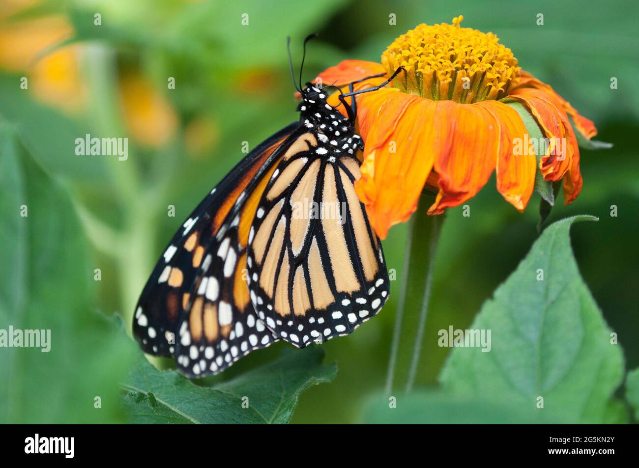 Monarch butterfly, side view Stock Photo - Alamy