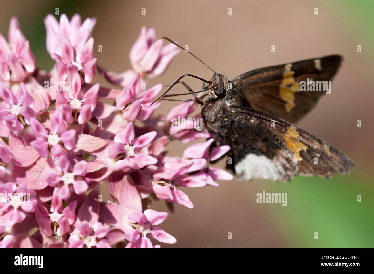 Silver spotted skipper butterfly on milkweed flower, side view Stock ...