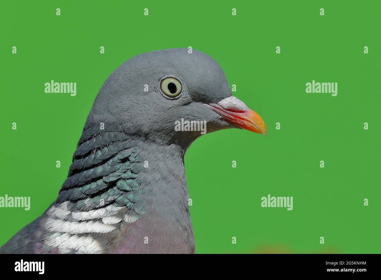 Common wood pigeon (Columba palumbus), animal portrait, Wilnsdorf ...