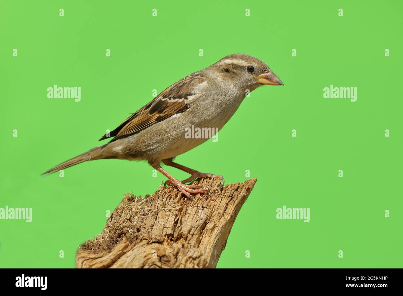 Tree stump bird house hi-res stock photography and images - Alamy