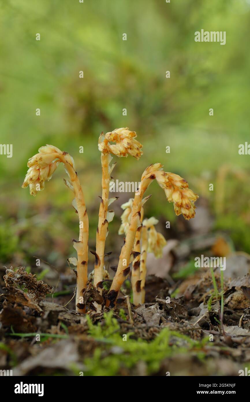 Dutchman's pipe (Monotropa hypopitys), at the edge of a forest, North ...