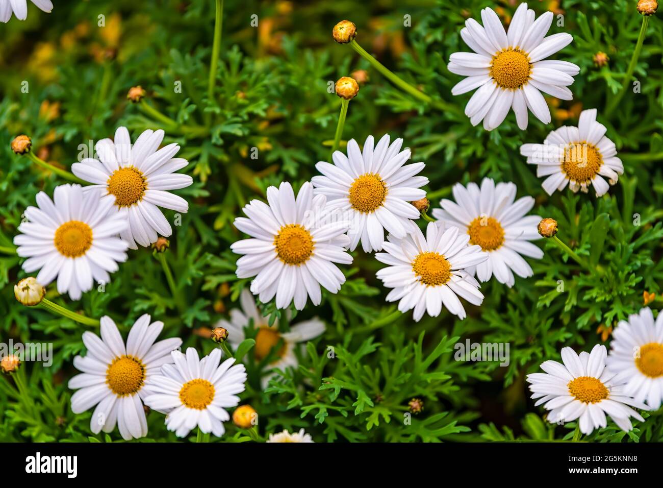 Kyoto residential neighborhood in spring with many white and yellow ...