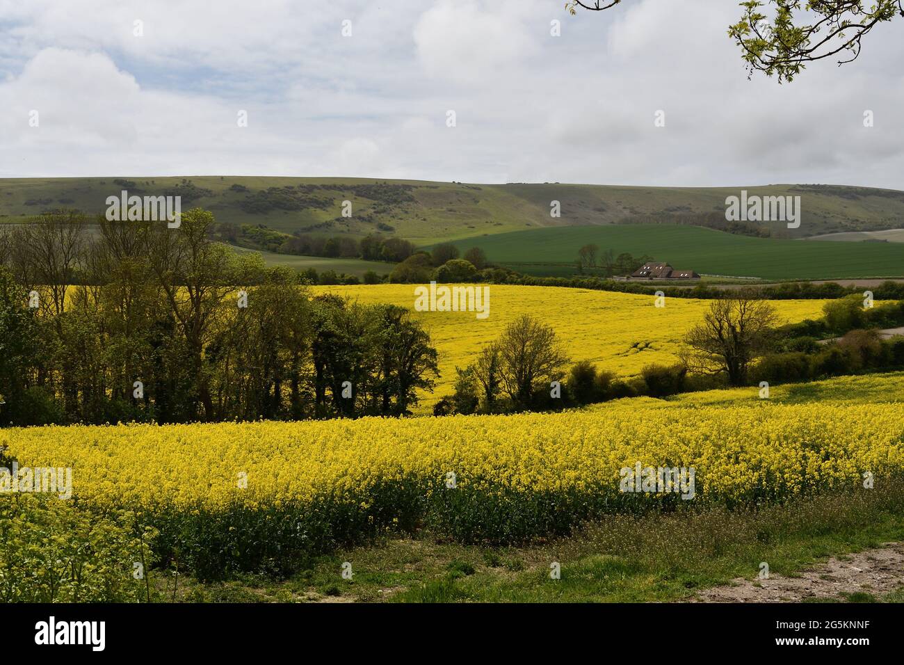 Rapeseed oil field uk Stock Photo - Alamy