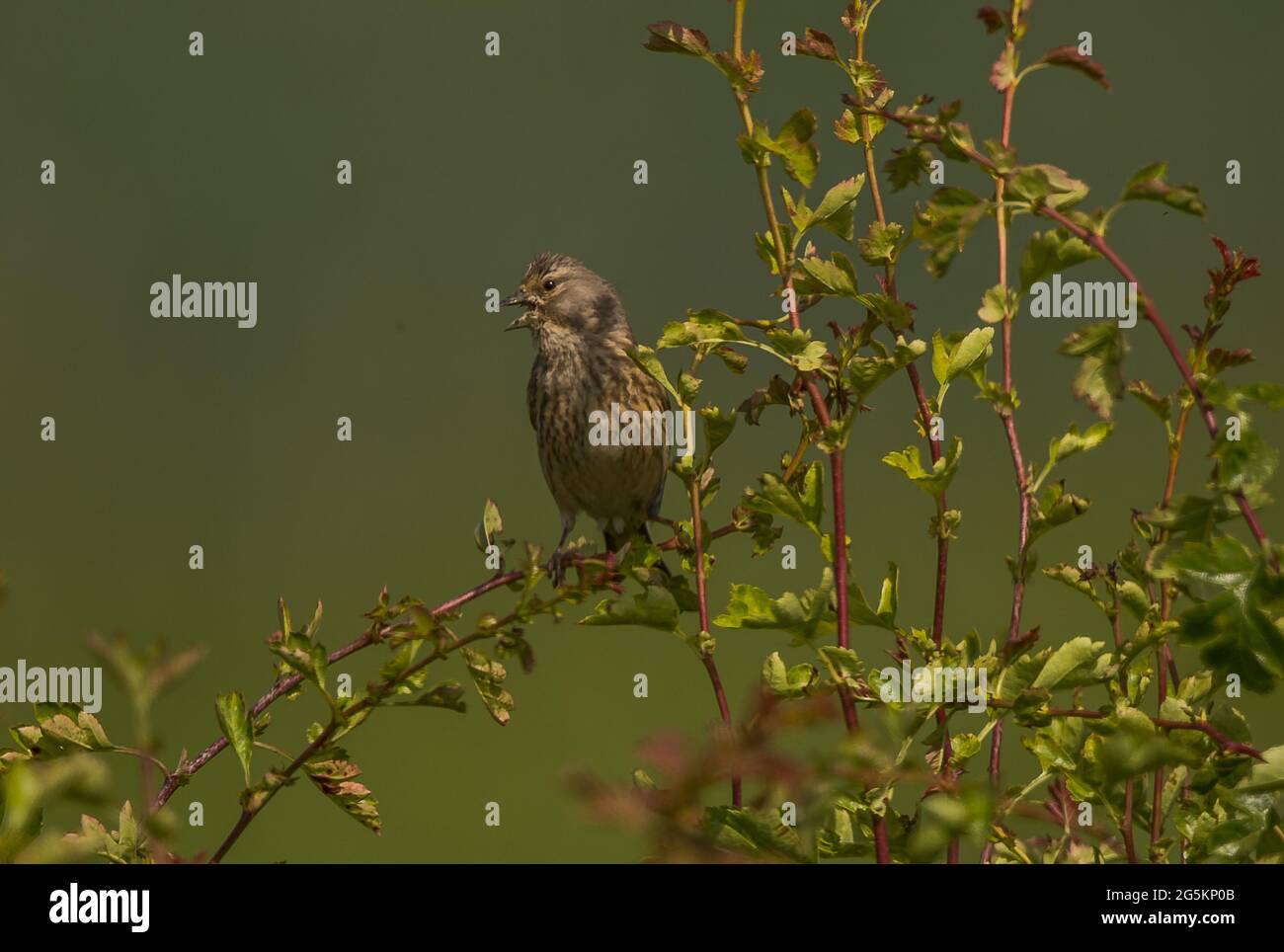 Linnet captured with canon r5 hi-res stock photography and images - Alamy