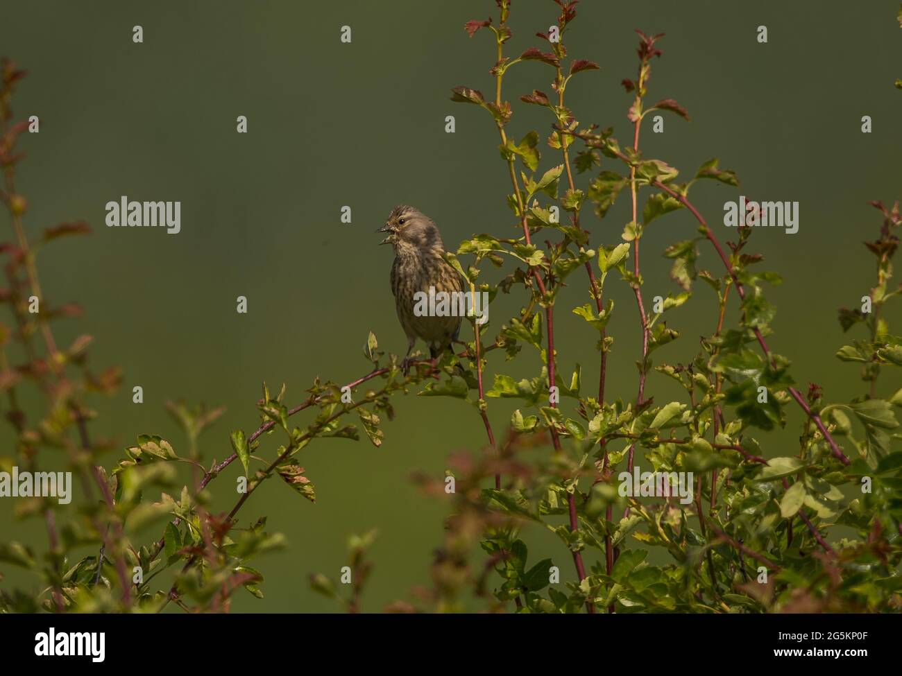 Linnet captured in the countryside hi-res stock photography and images ...