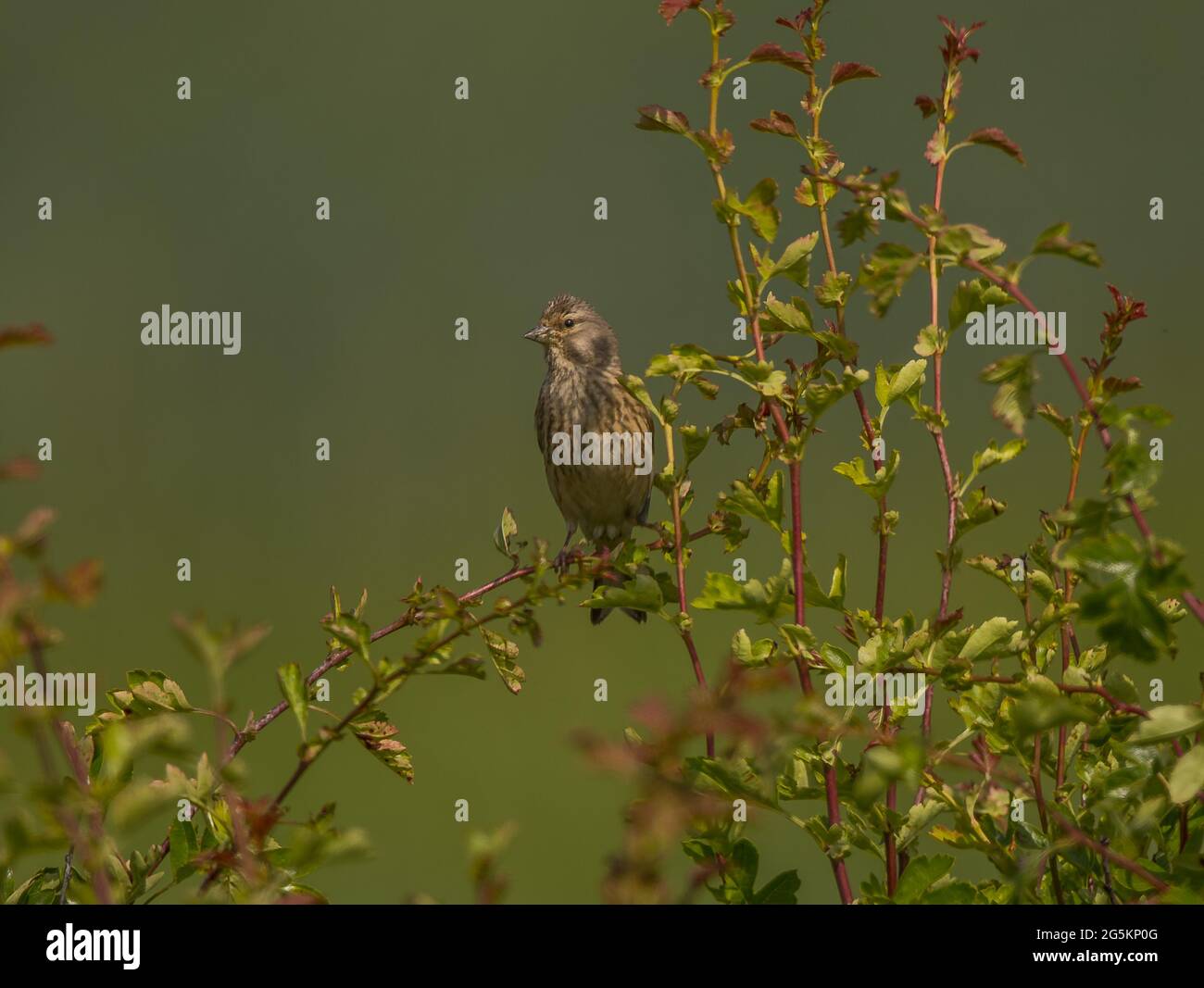 Linnet captured with canon r5 hi-res stock photography and images - Alamy