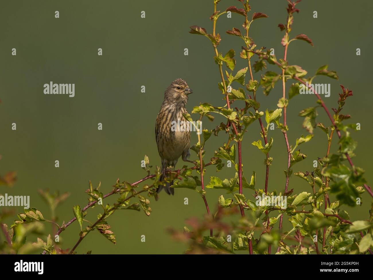 Linnet captured with canon r5 hi-res stock photography and images - Alamy