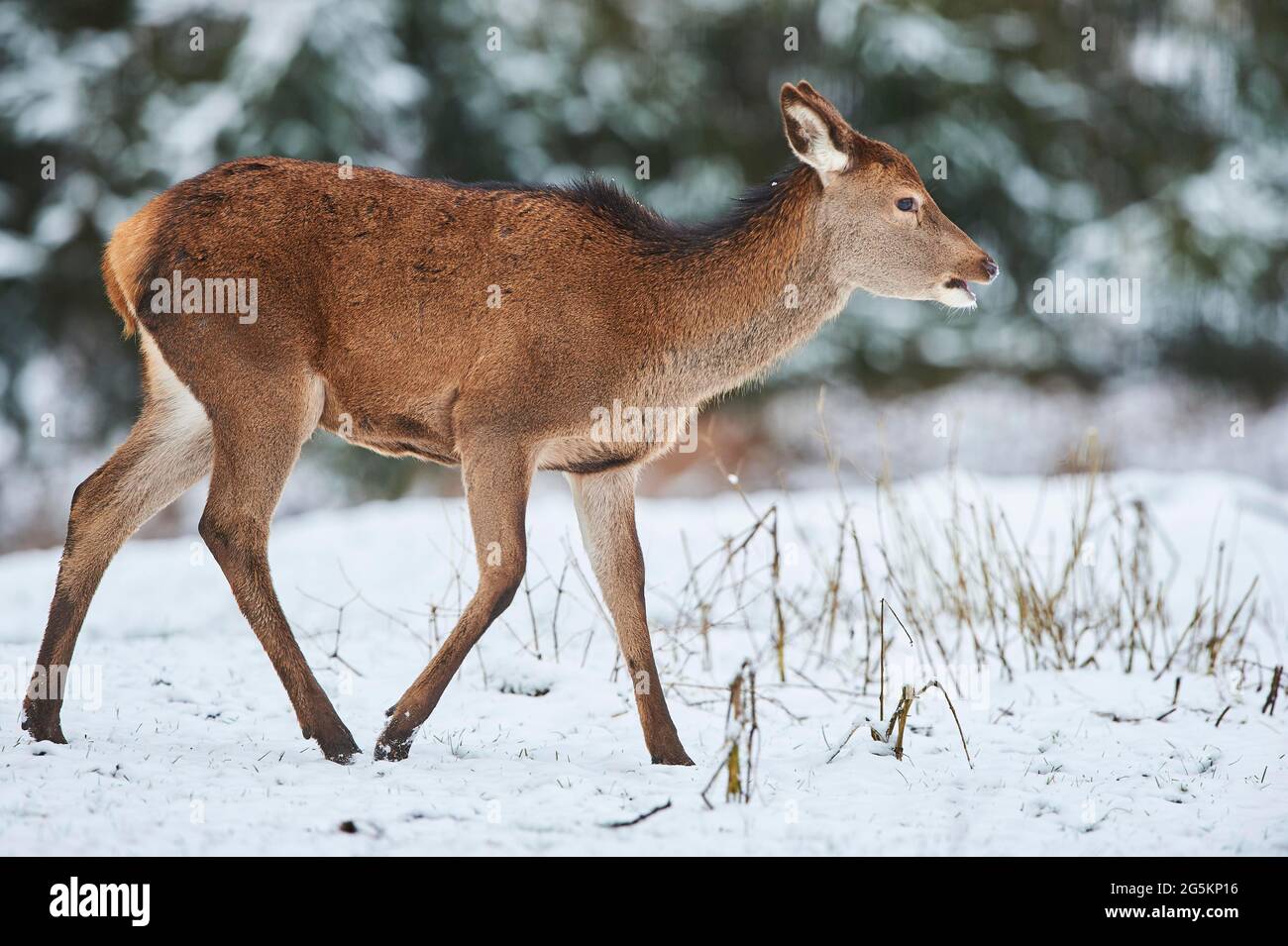 Red deer (Cervus elaphus), female on a snowy meadow, captive, Bavaria ...