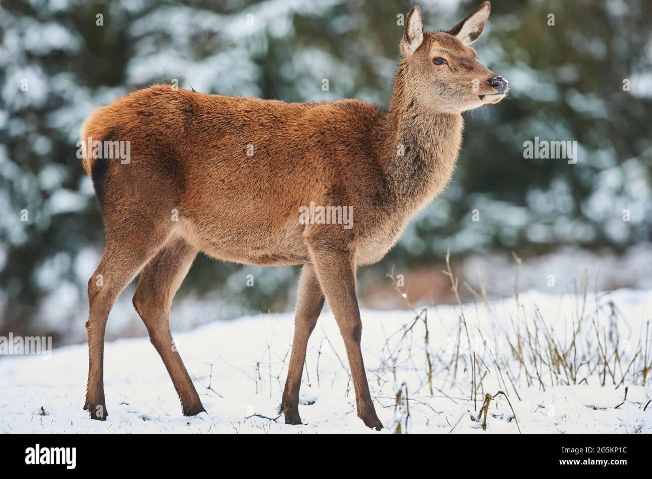 Red deer (Cervus elaphus), female on a snowy meadow, captive, Bavaria ...