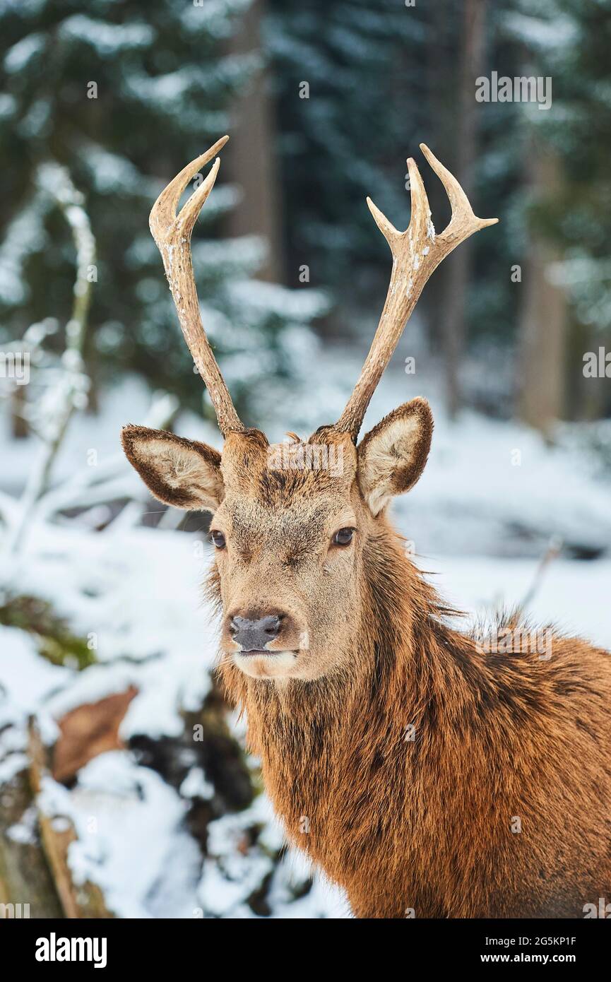 Red deer (Cervus elaphus), male, portrait, captive, Bavaria, Germany ...