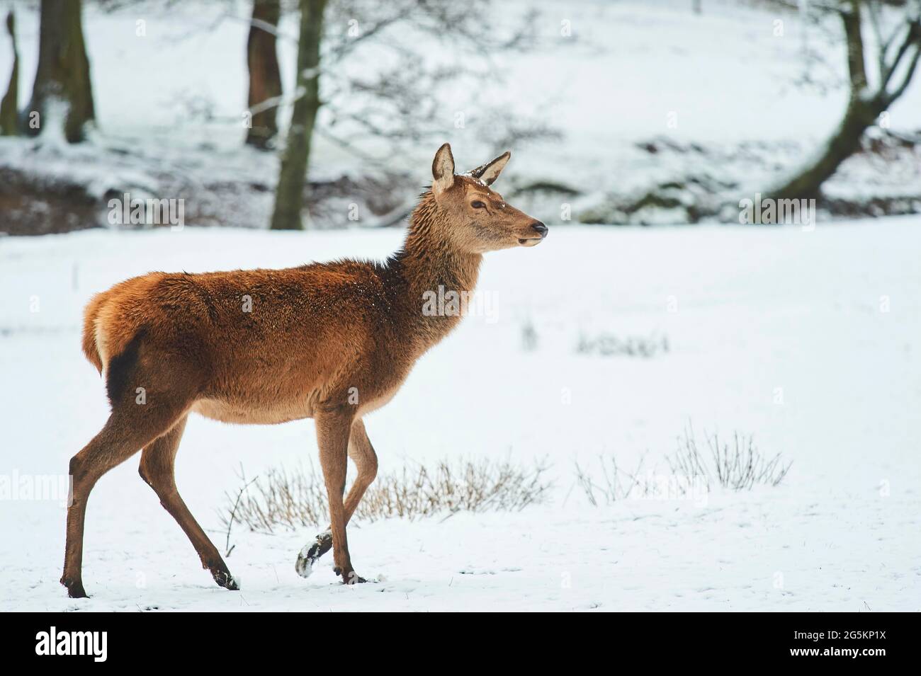 Red deer (Cervus elaphus), female in snow, captive, Bavaria, Germany ...