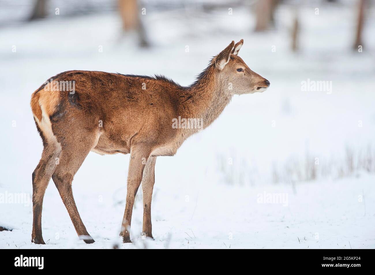 Red deer (Cervus elaphus), female on a snowy meadow, captive, Bavaria ...