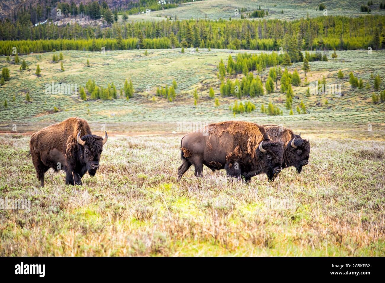 Bison Bison Herd Walking High Resolution Stock Photography and Images ...