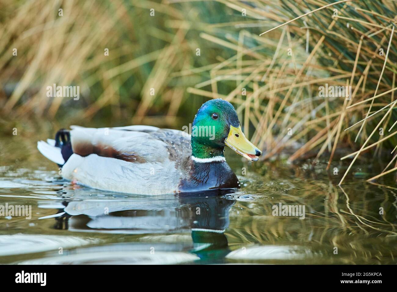 Mallard (Anas platyrhynchos) male in water, Bavaria, Germany, Europe ...