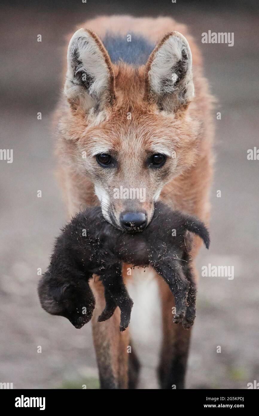 Chrysocyon brachyurus cub hi-res stock photography and images - Alamy