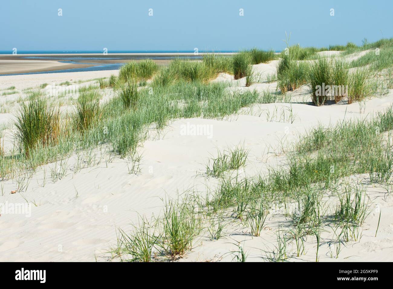 Dune landscape, Langeoog, Lower Saxony, Germany, Europe Stock Photo - Alamy