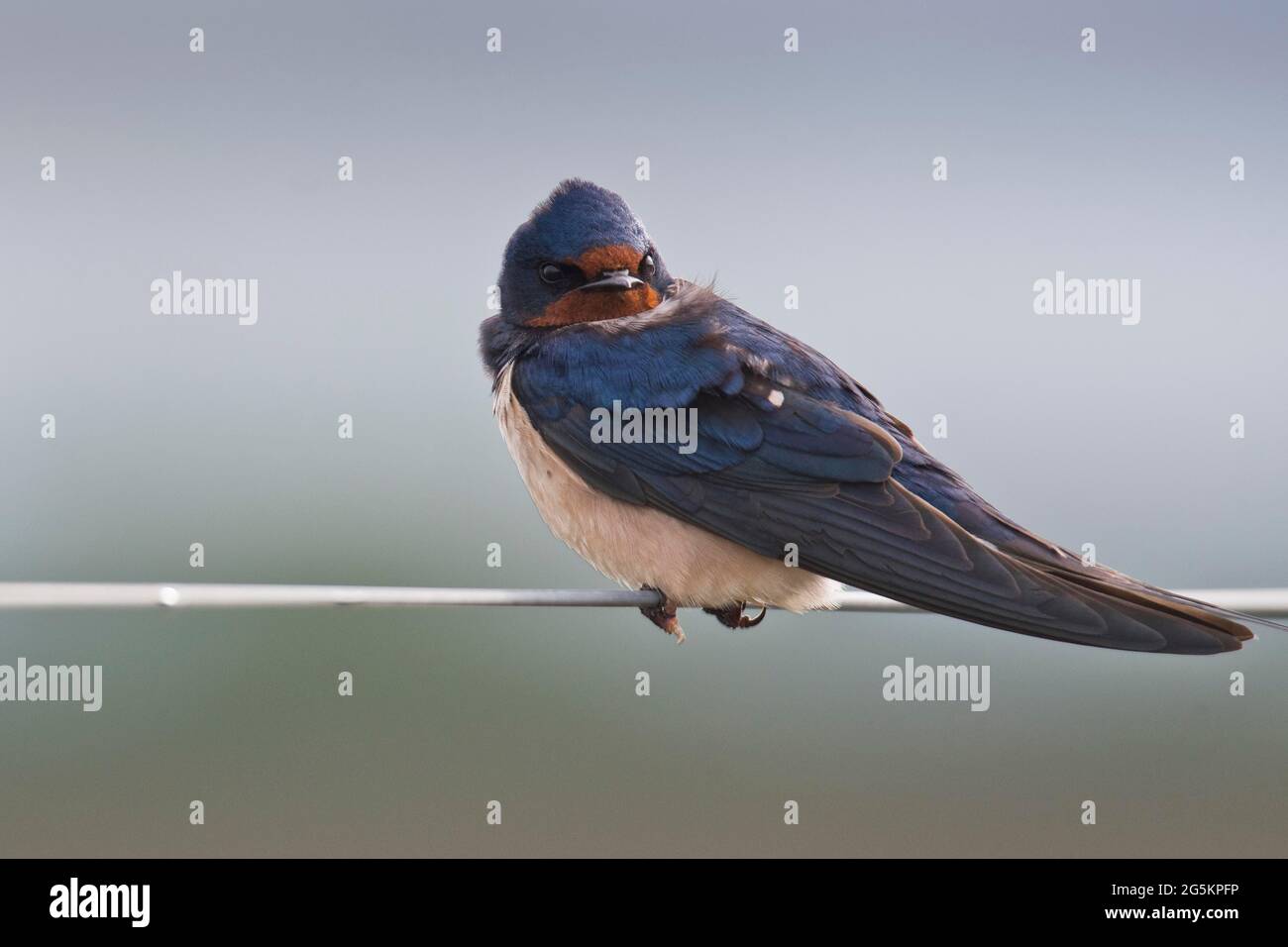 Barn swallow (Hirundo rustica), Emsland, Lower Saxony, Germany, Europe ...