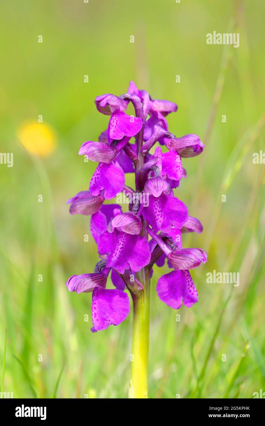 Green-winged orchid (Orchis morio), inflorescence, in a meadow, Hesse ...
