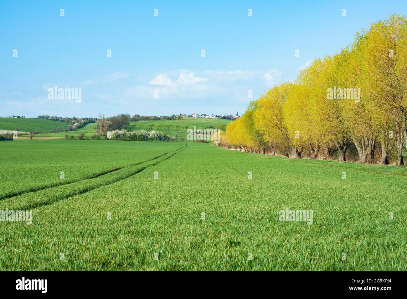 Broken willows hi-res stock photography and images - Alamy