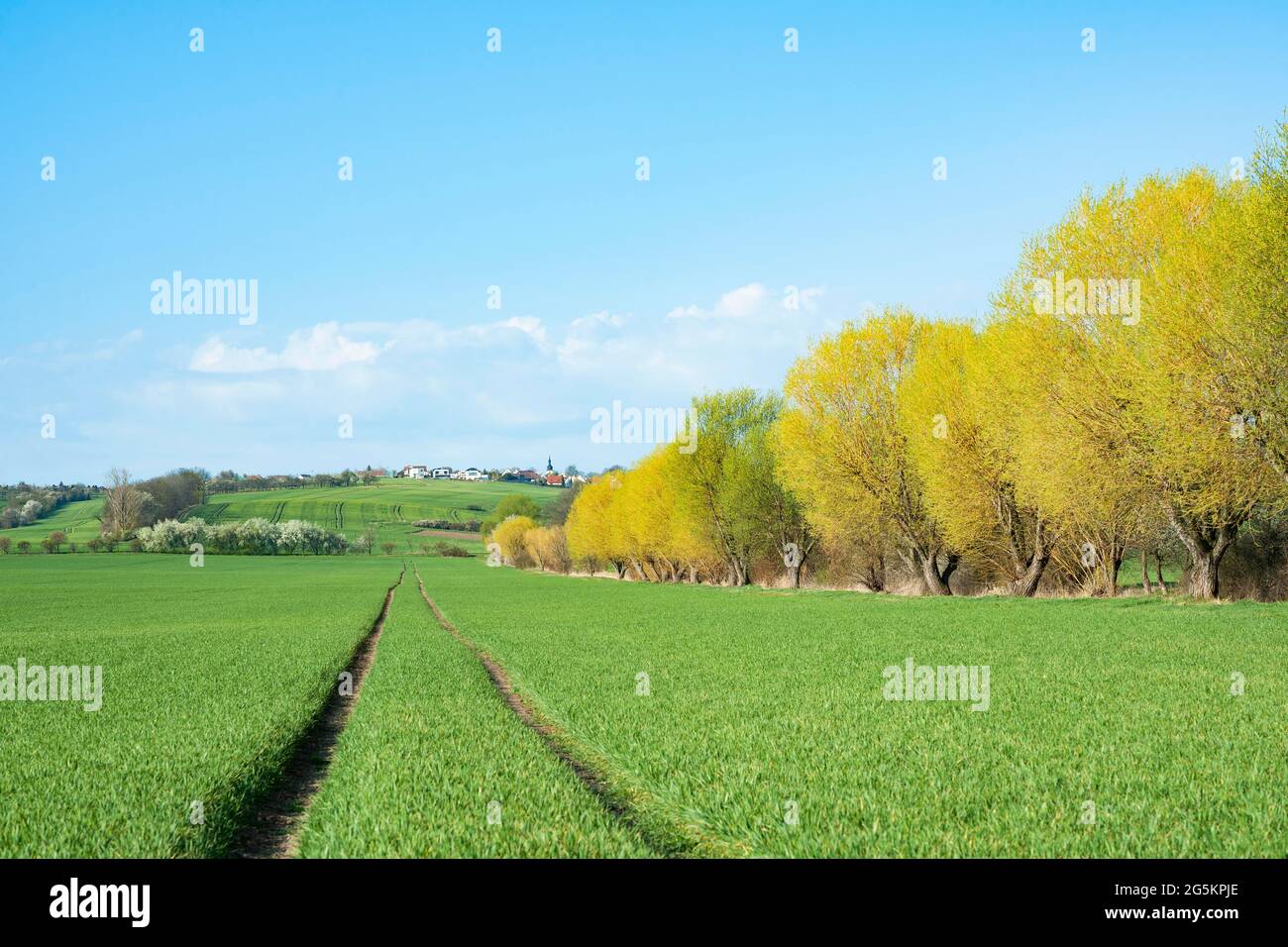 Broken willow salix fragilis hi-res stock photography and images - Alamy