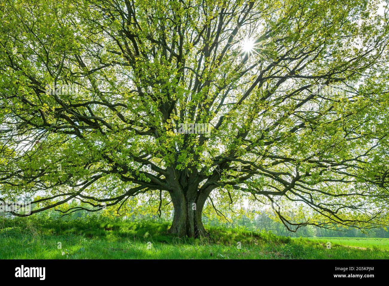English oak (Quercus robur) in backlight with sunstar, Thuringia ...
