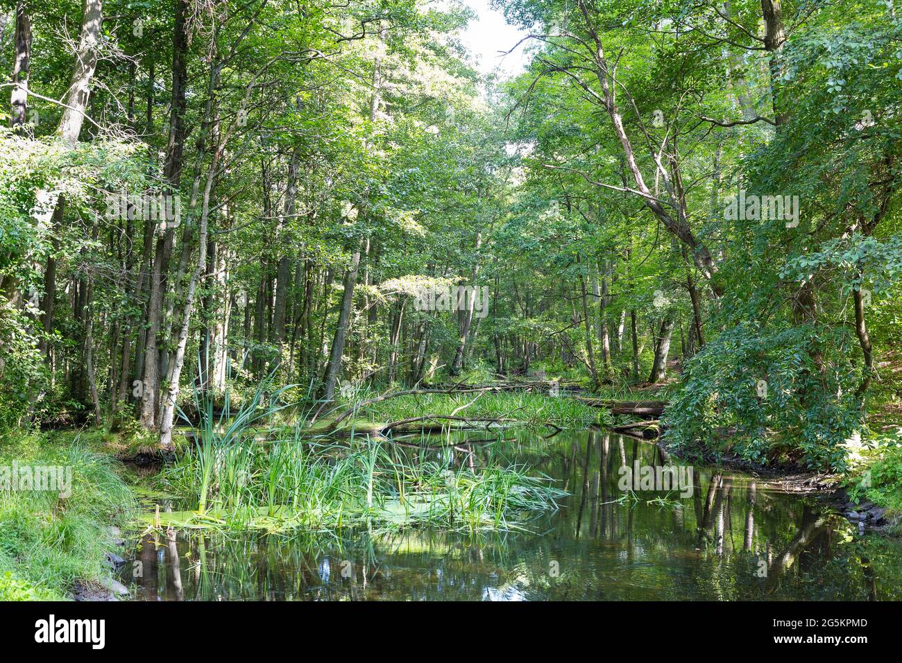 Alder forest in the valley of the river Briese, Birkenwerder ...