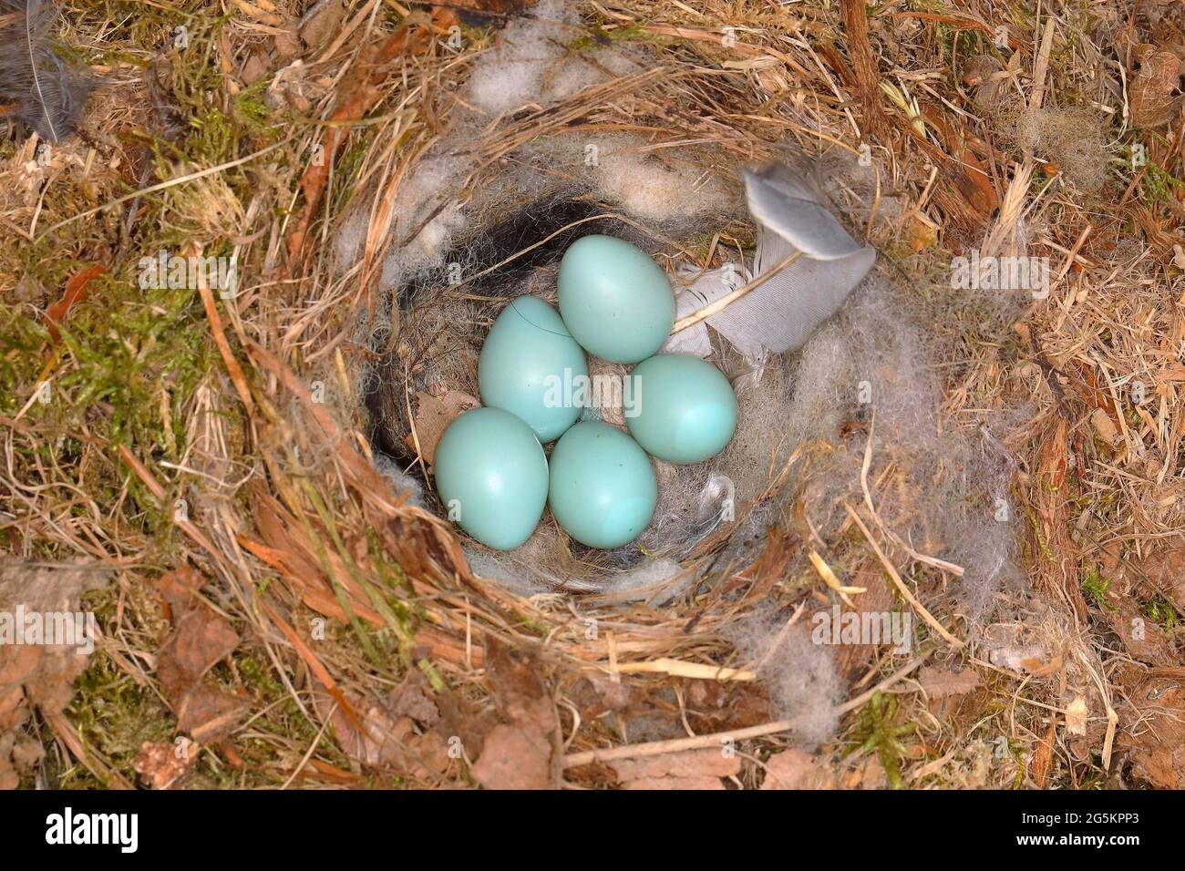 Common redstart (Phoenicurus phoenicurus), nest with clutch, nest box ...