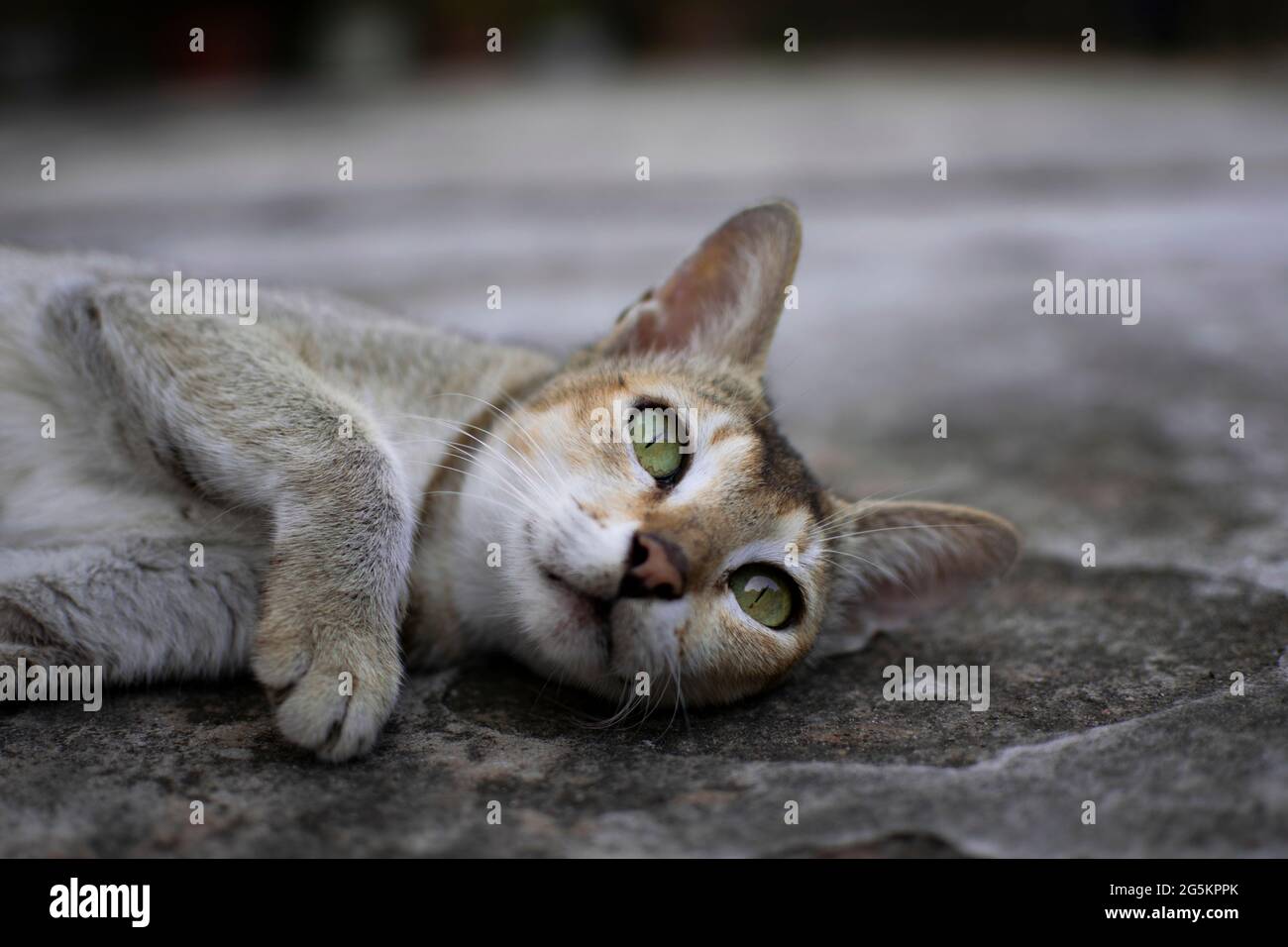 Alamystockphoto hi-res stock photography and images - Alamy