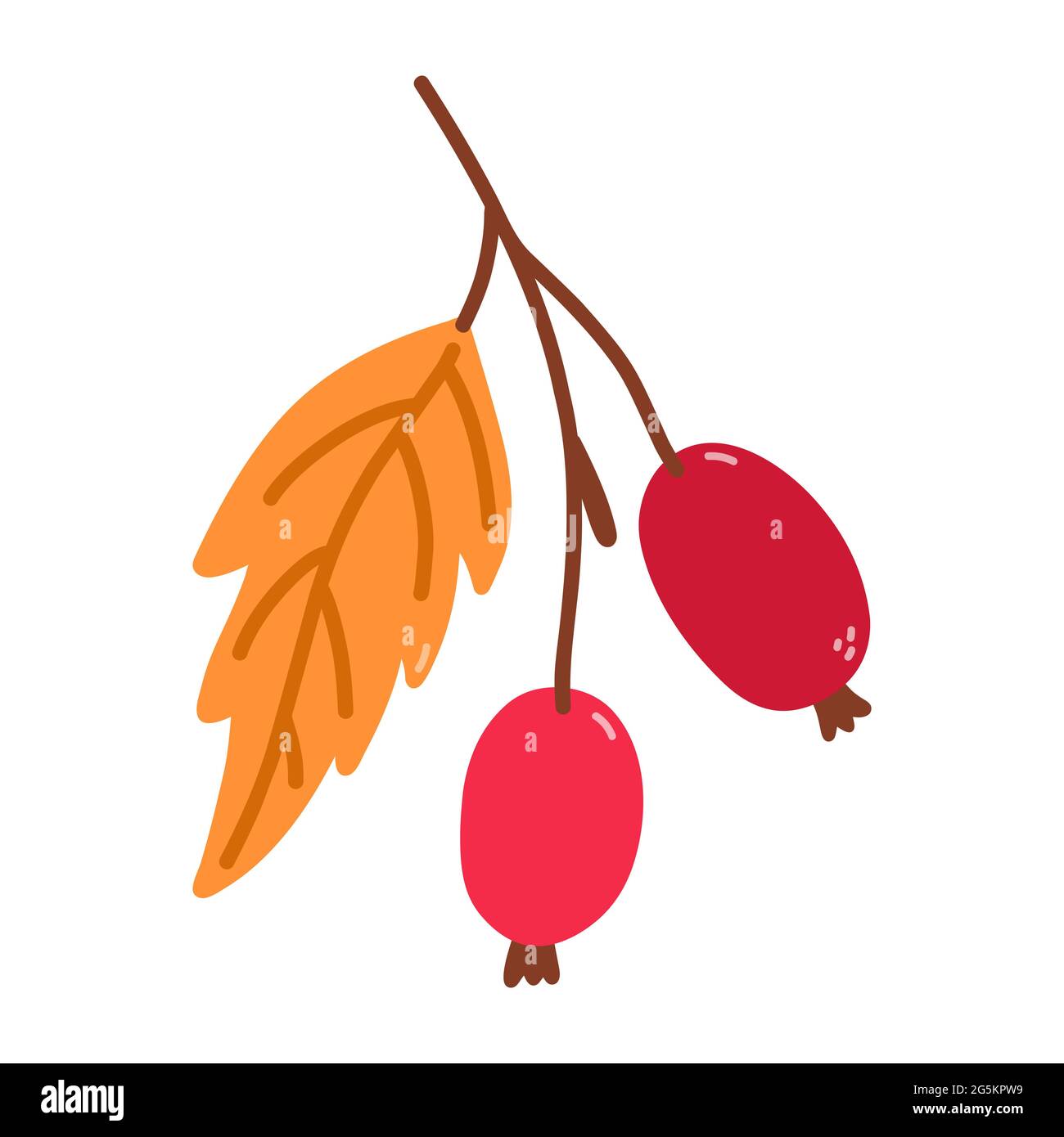 Sprig with rose hips and leaves isolated on white background. Vector ...