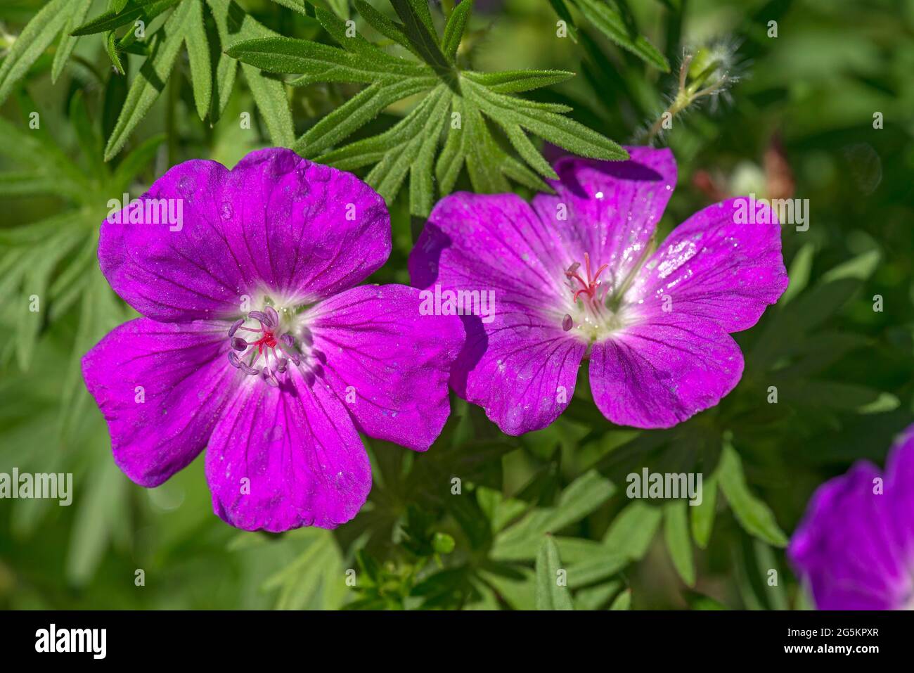 Blood-red Bloody cranesbill (Geranium sanguineum), Bavaria, Germany ...