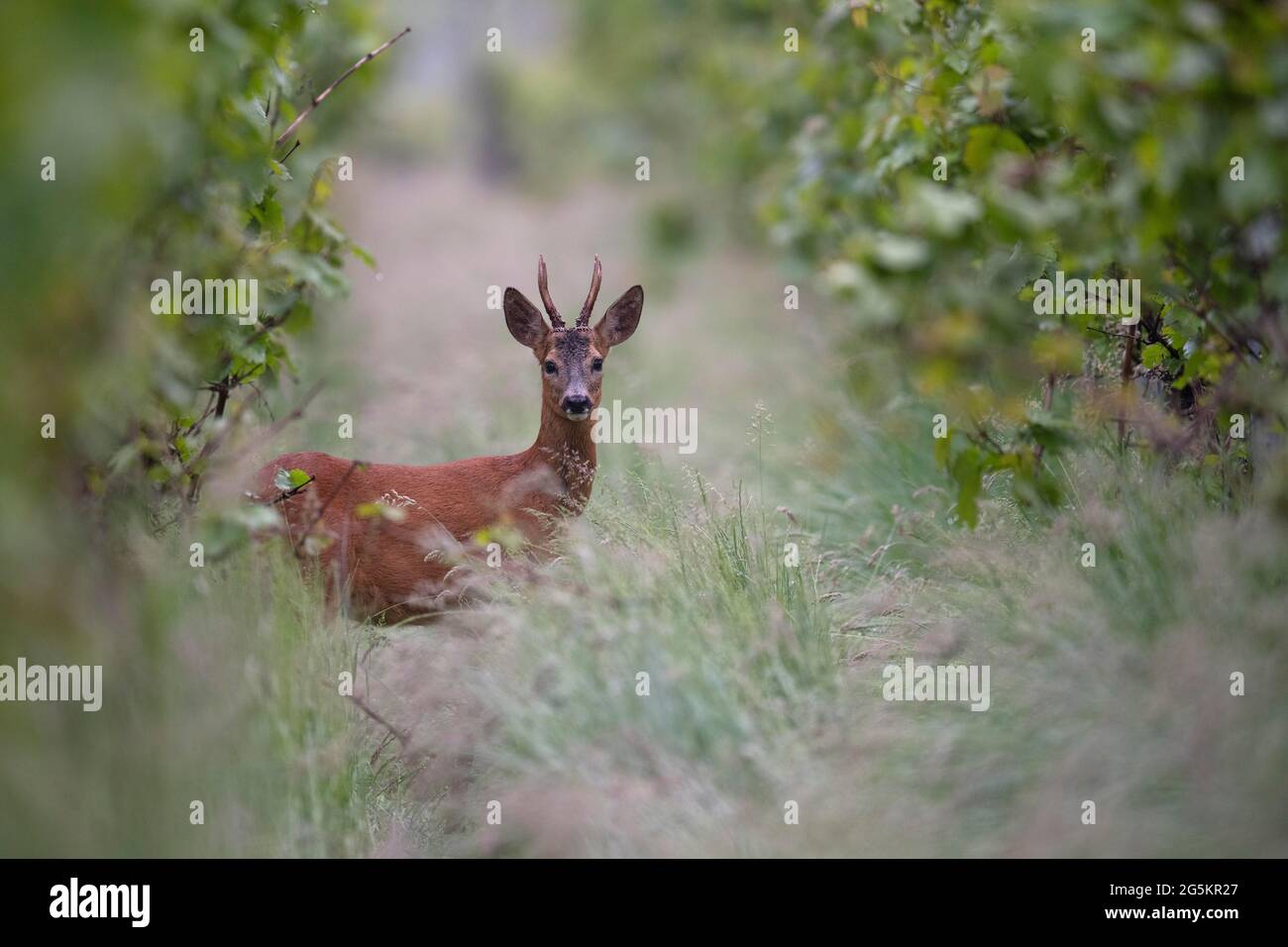 Roebuck in a vineyard, Wittlich, Rhineland-Palatinate, Germany, Europe ...