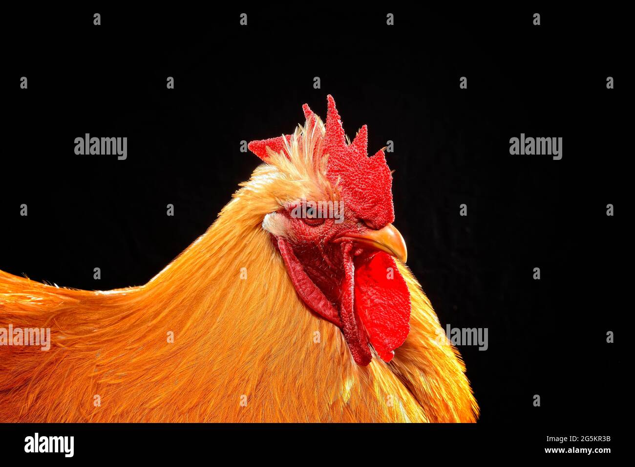Cock, cochin, pedigree chicken, germany Stock Photo - Alamy