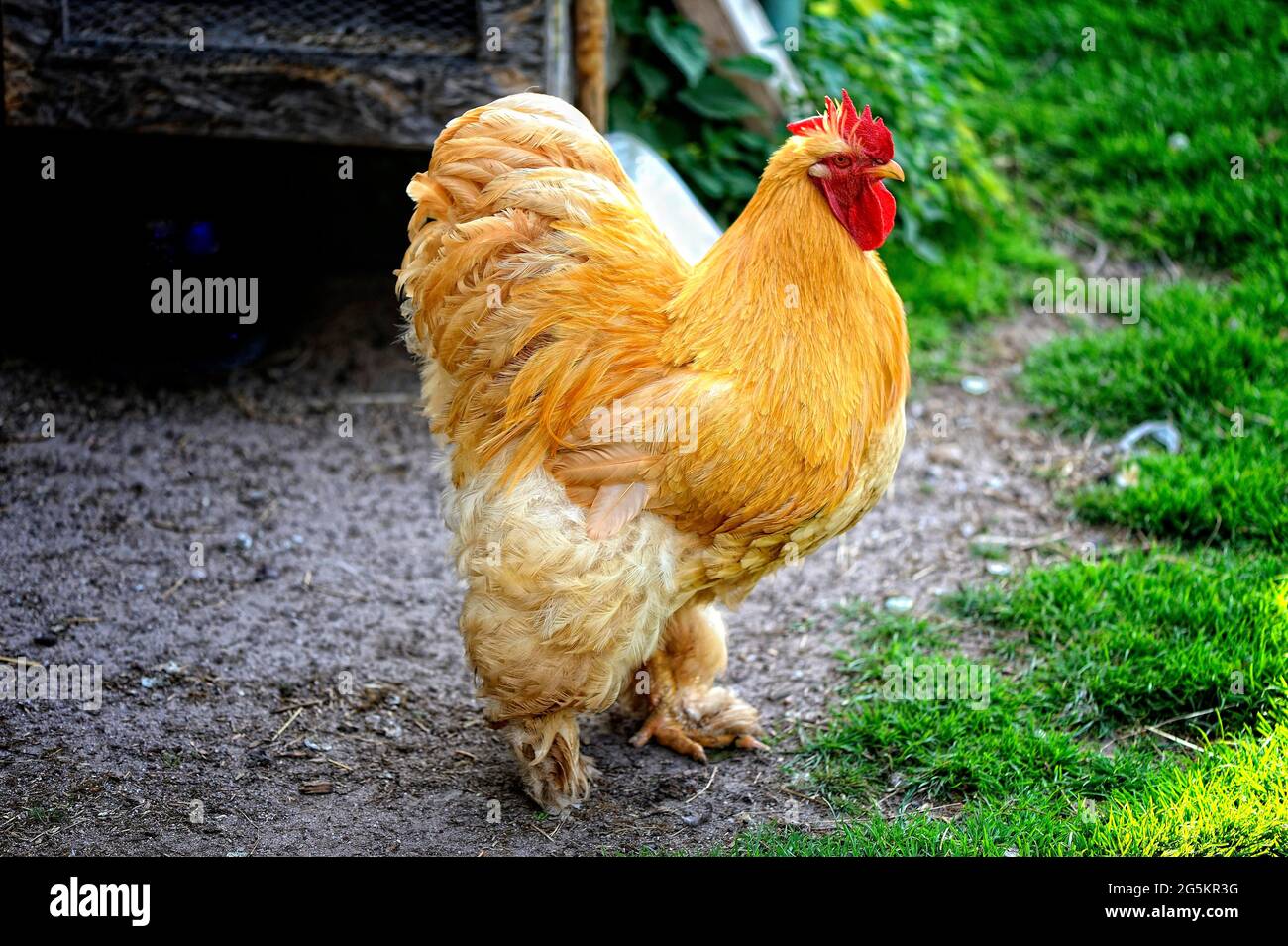 Cock, cochin, pedigree chicken, germany Stock Photo - Alamy