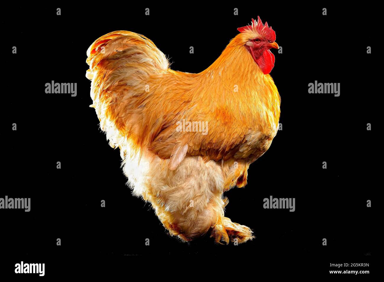 Cock, cochin, pedigree chicken, germany Stock Photo - Alamy