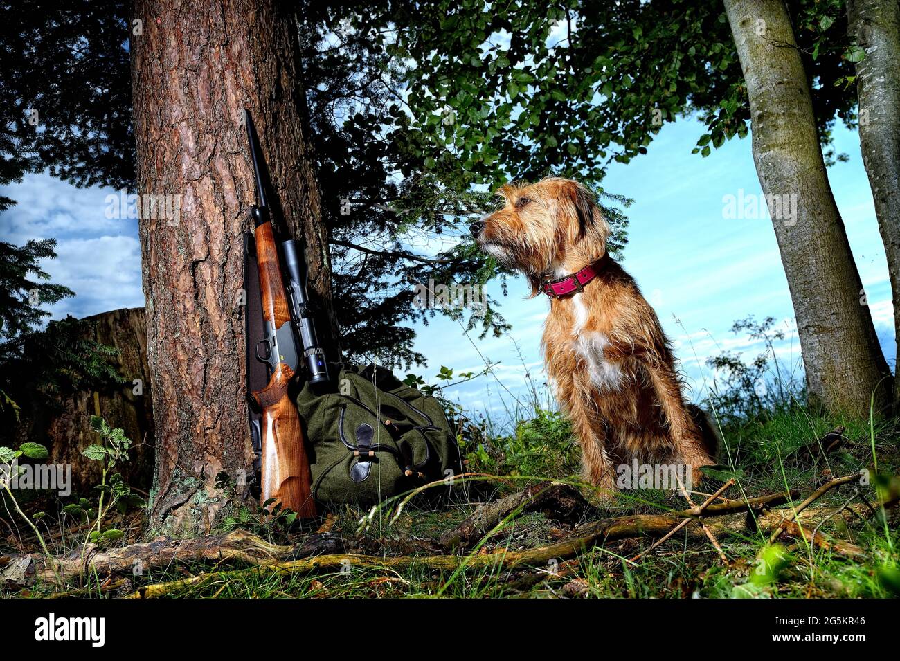 Hunting dog with hunting rifle, Steirische Rauhhaarbracke, Germany ...